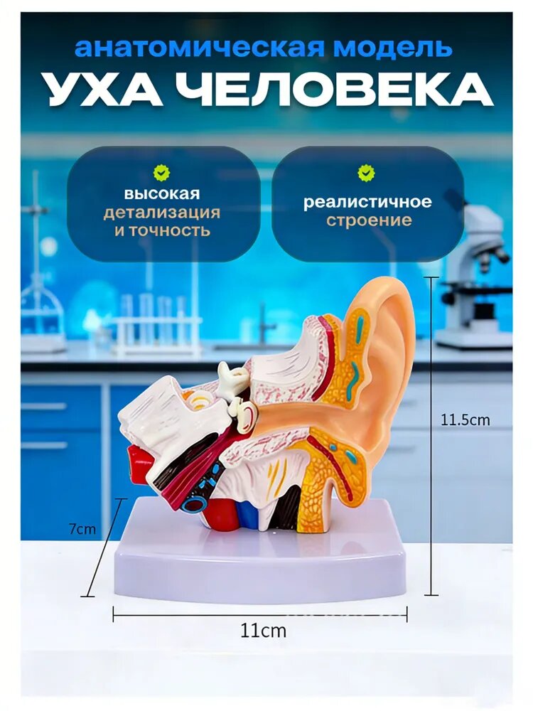 Анатомическая модель уха-1.5x Увеличенная настольная