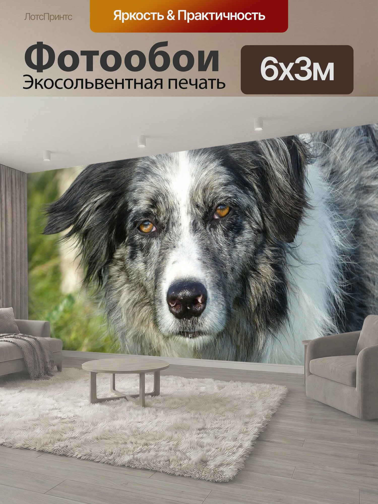 Фотообои "Собака, бордер-колли, колли" 600x300 см. экосольвентная печать