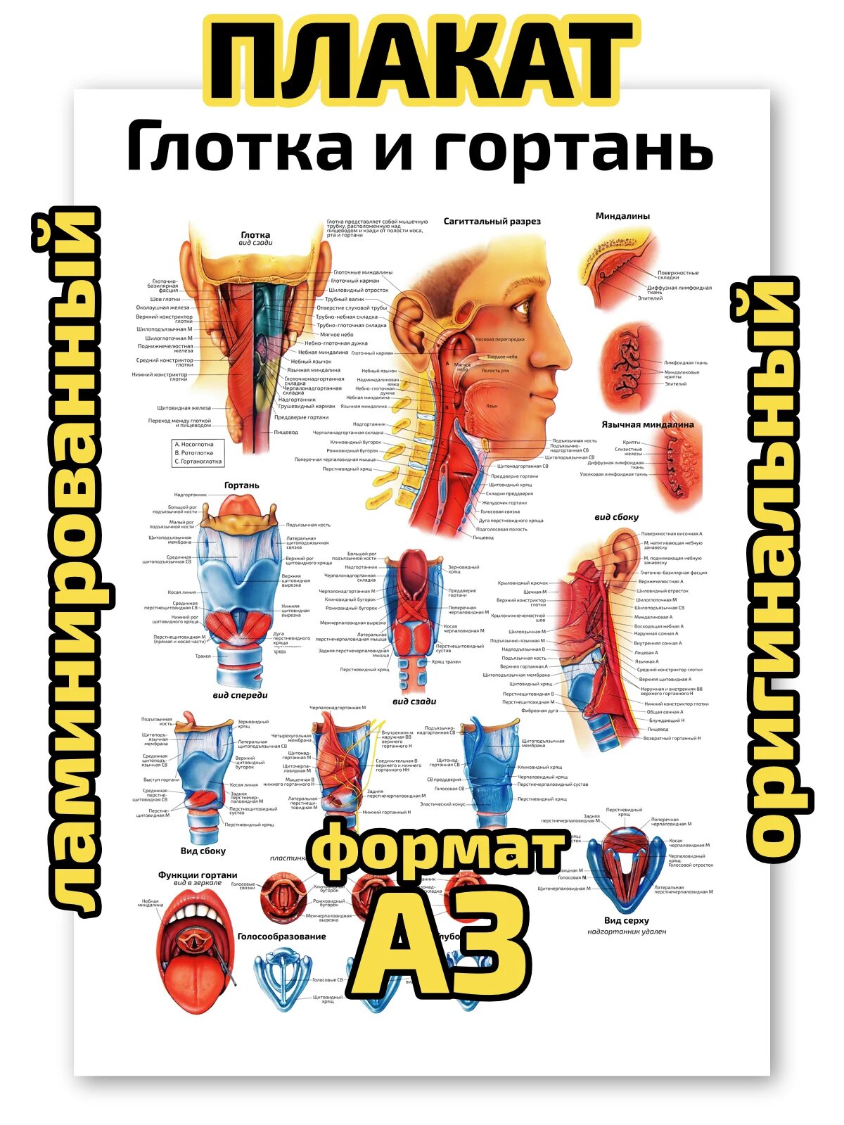 Плакат Квинг "Глотка и гортань", ламинированный, А3, для изучения анатомии и медицины