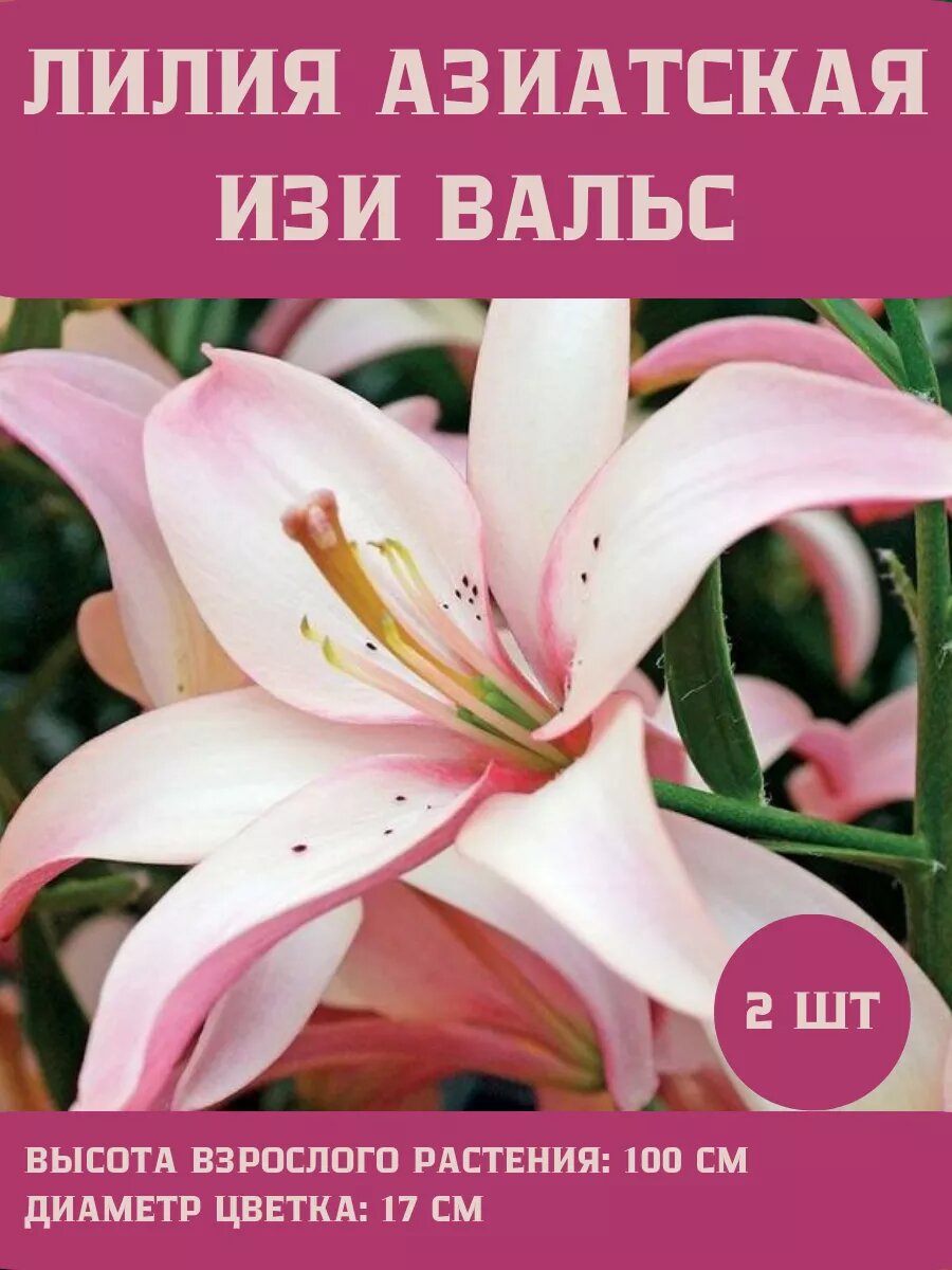 Лилия азиатская; Лилия восточная; Луковицы