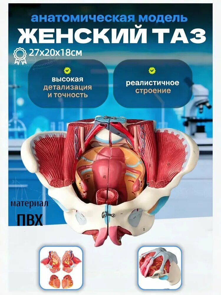 Таз женский с органами и мышцами - анатомическая модель для обучения