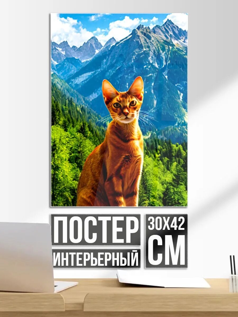 Постер на стену Абиссинская кошка в горах