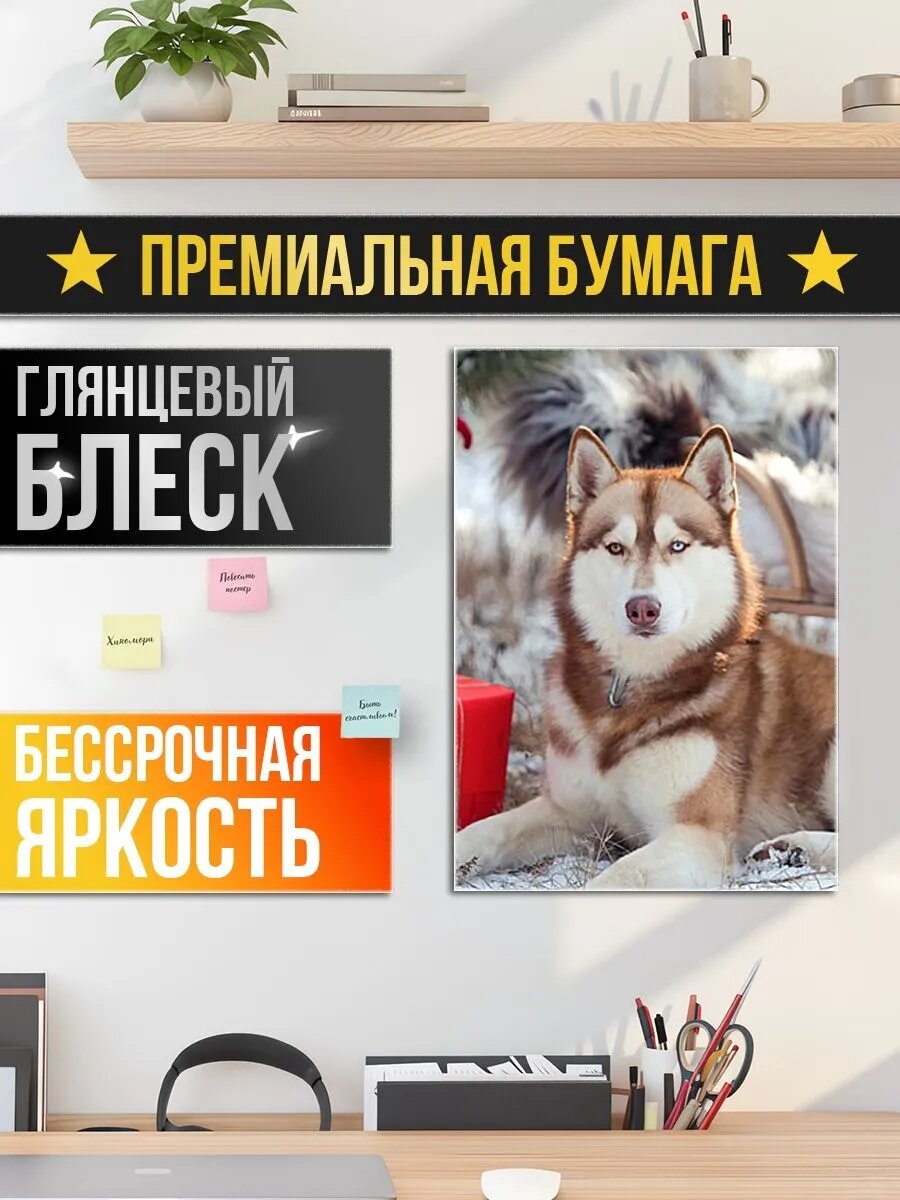 Постер на стену Хаски — фото 1