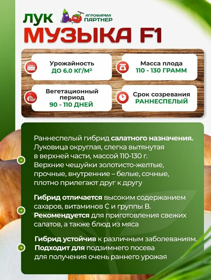 Семена лука Музыка — фото 1