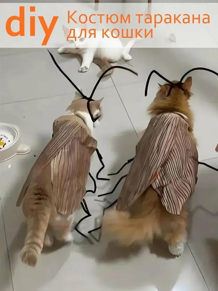 Кошка таракан одежда, работы DIY