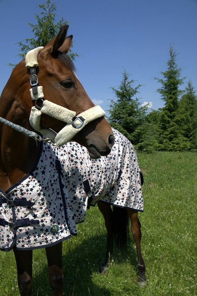 Дождевая попона Старс HorsePlanet
