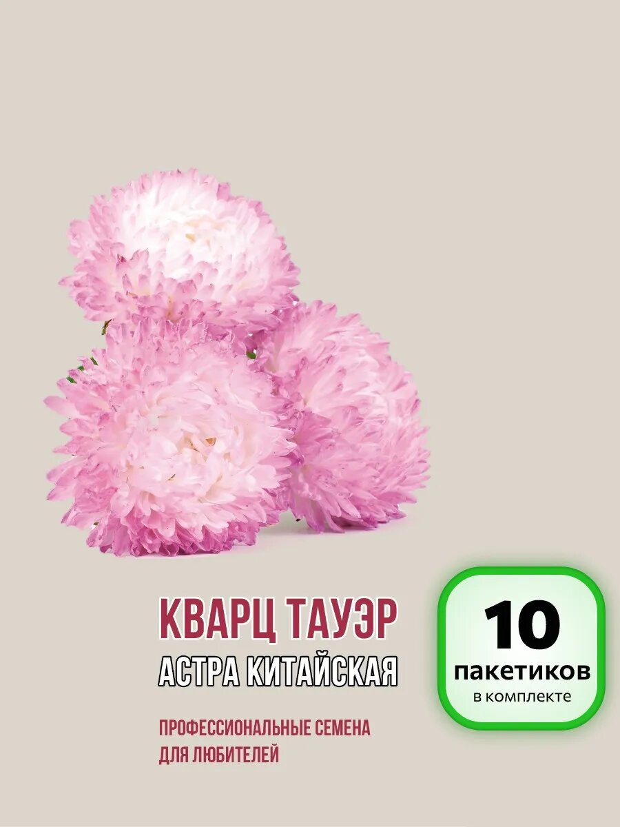 (10 шт.) - Семена Астра китайская кварц тауэр 0,2г