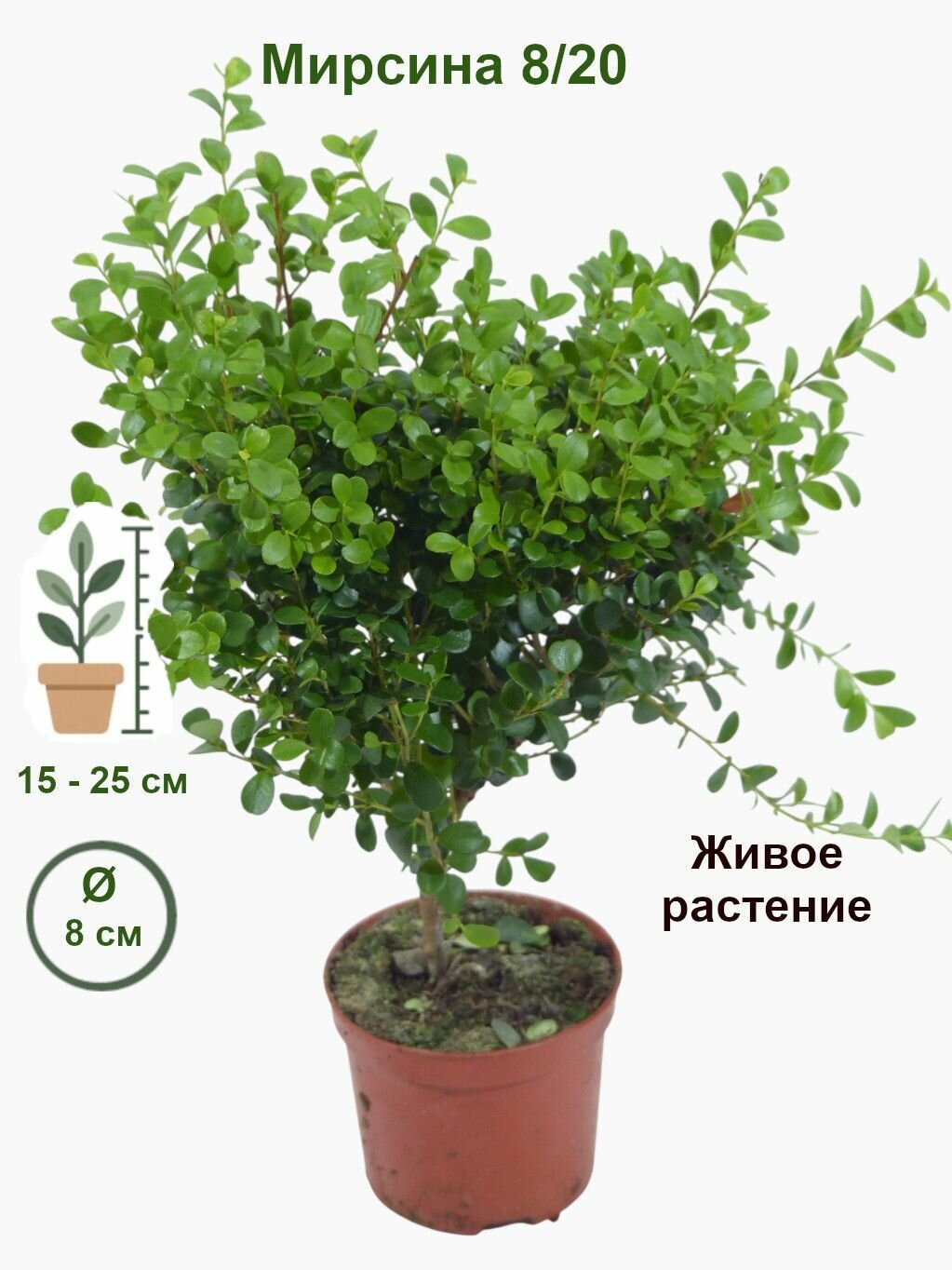 Мирсина 8/20