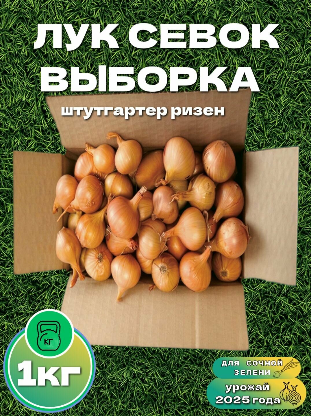 Лук севок Выборка,1кг Лук репчатый севок лук для посадки выборок