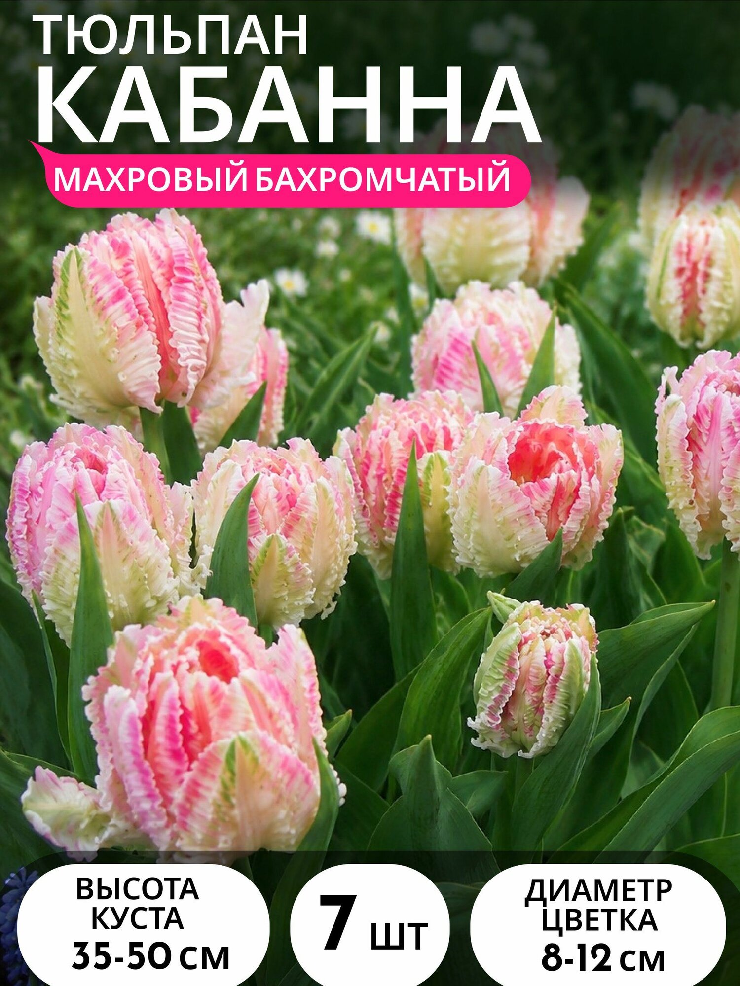 Тюльпаны махровые бахромчатые луковицы сорта "Кабана" -7 шт.