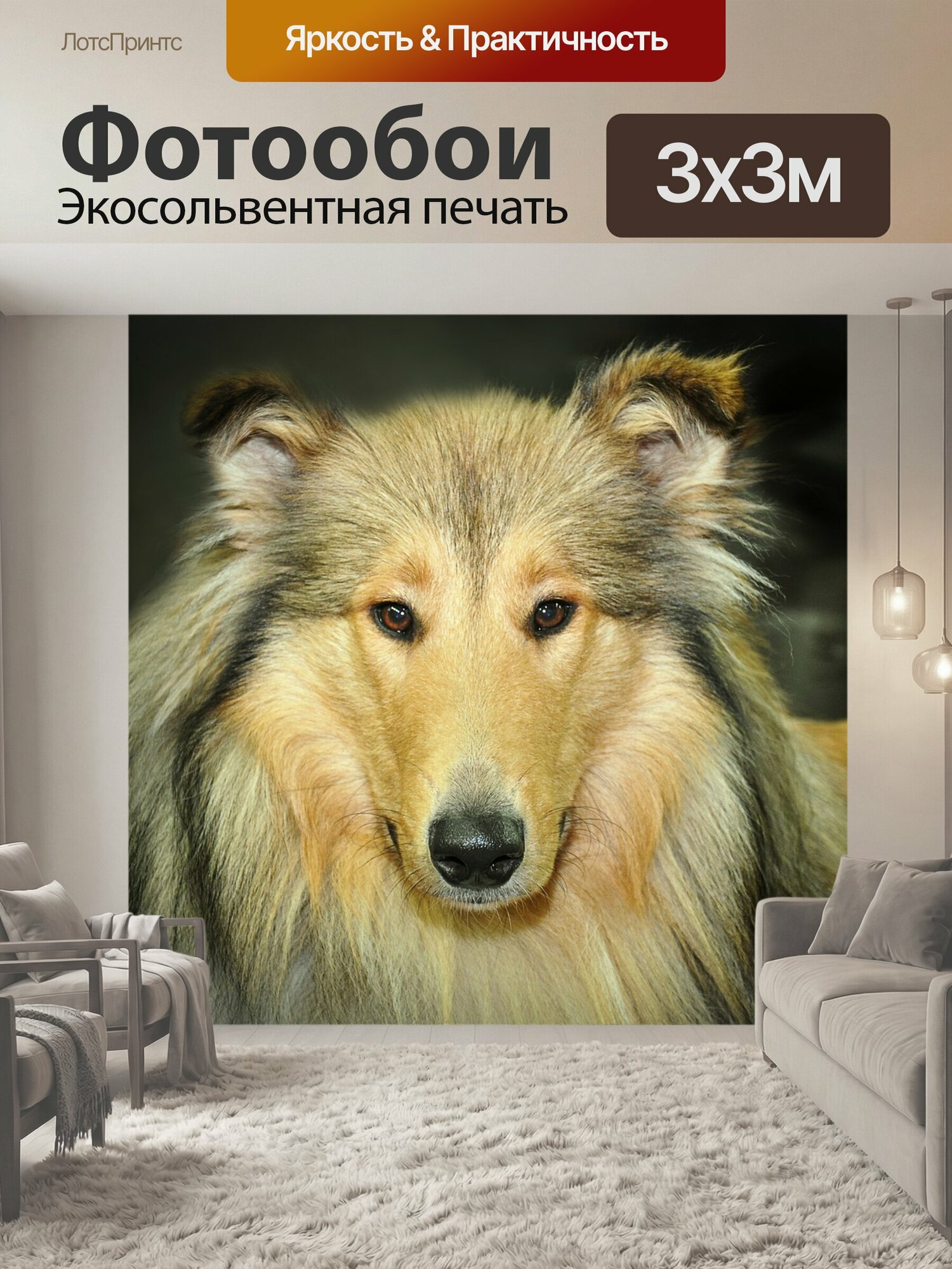 Фотообои "Собака, грубый, колли" 300x300 см. экосольвентная печать