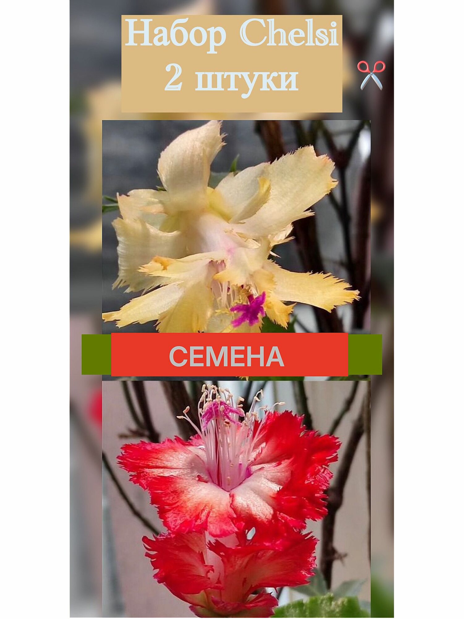 Декабрист шлюмбергера семена