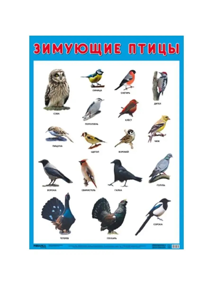 Развивающие плакаты. Зимующие птицы