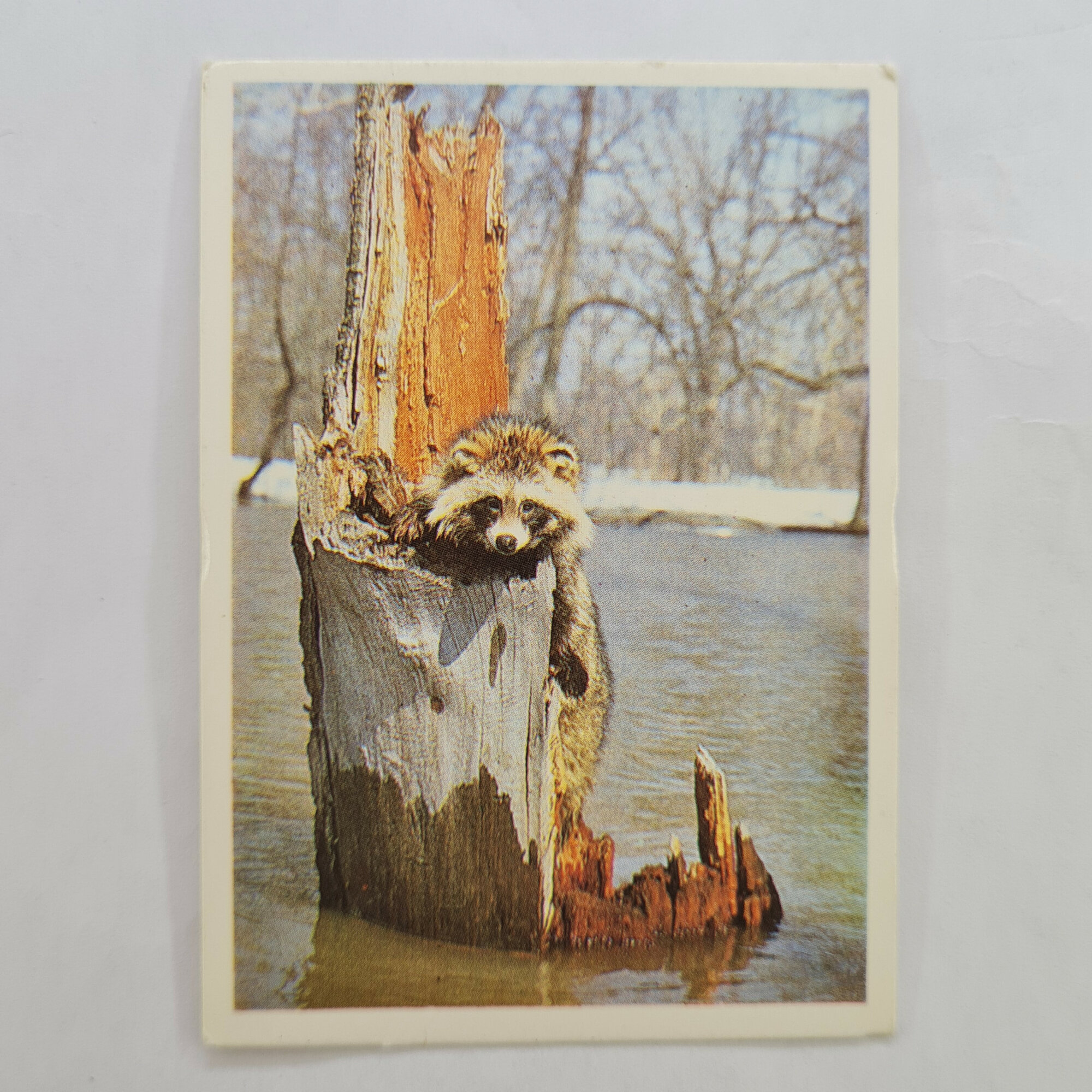 Карманный календарик СССР 1990. Енот на дереве у воды, животные. Советский календарь