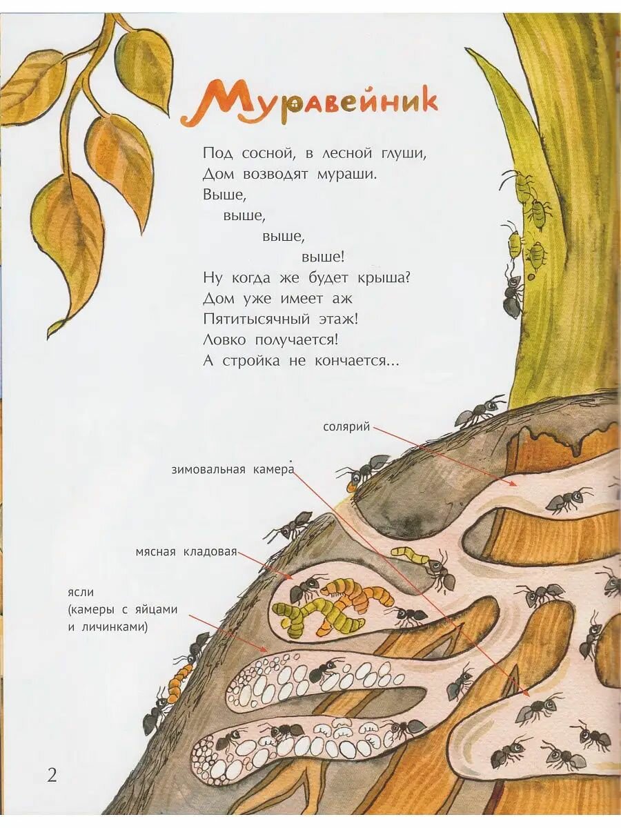 Гнёзда, дупла и берлоги — фото 1