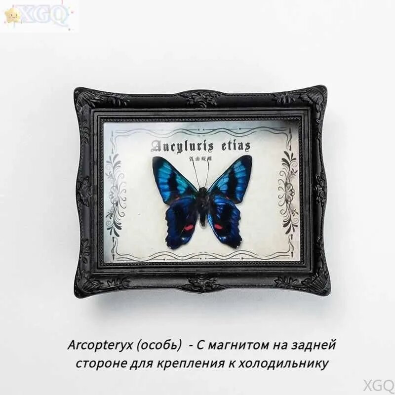 Чучело декоративное Настоящая бабочка в рамке с магнитом и кронштейны для украшения интерьера комнаты, дома, мебели, холодильникаXGQ