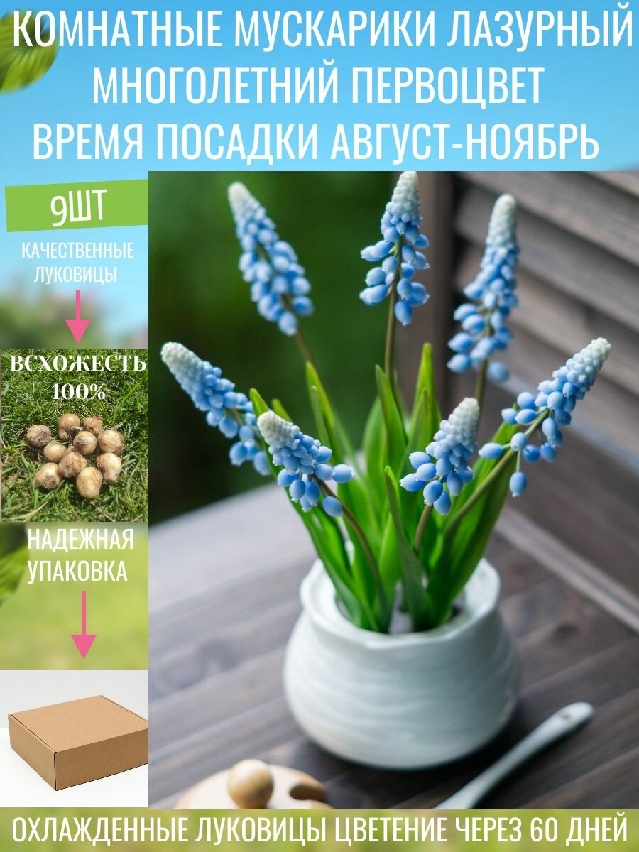Мускари комнатный лазурный 9 шт.