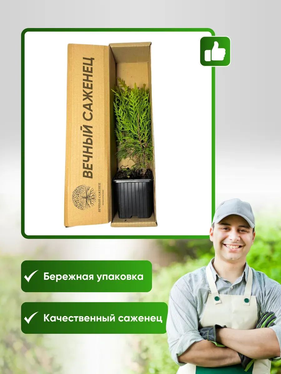 Туя Шар С3, саженец для сада и дачи, декоративное растение для посадки — фото 1