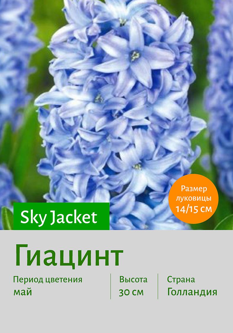 Гиацинт Скай Джэкет (Sky Jacket). Луковицы, 2 шт. Сотка.
