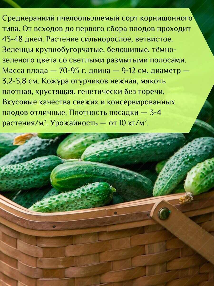 Семена Огурец Эльбрус 2гр — фото 1