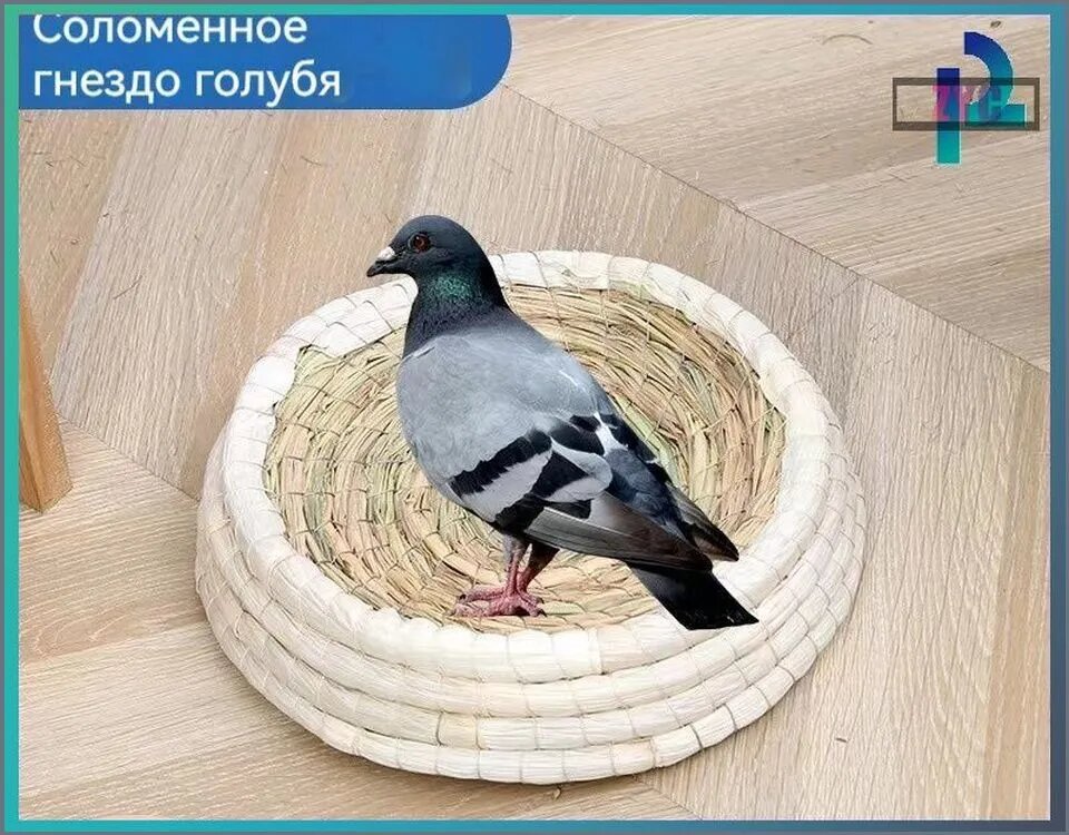 Голубиное гнездо