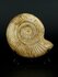 Аммонит Perisphinctes 10 см, Мадагаскар