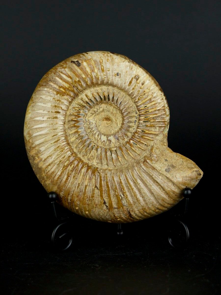 Аммонит Perisphinctes 10 см, Мадагаскар