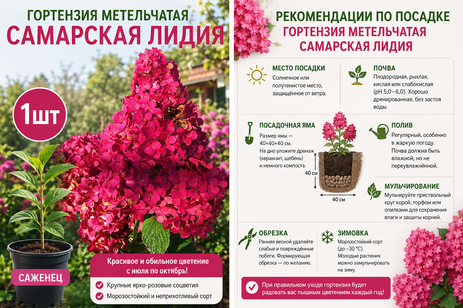 Гортензия Самарская Лидия, многолетняя, морозостойкая, крупные соцветия
