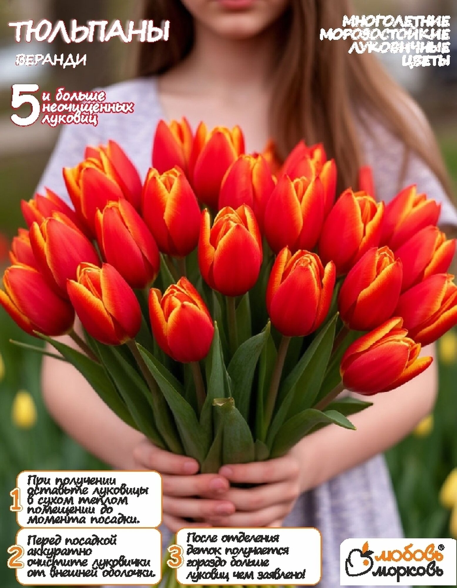 Тюльпан "Веранди", луковицы, многолетние, упаковка 5 штук, одна упаковка