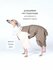 Комбинезон дождевик для собак GREYDOG