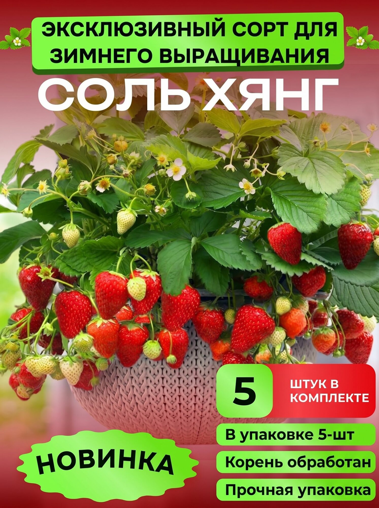 Саженцы клубники соль хянг 5-шт, доедет хоть куда