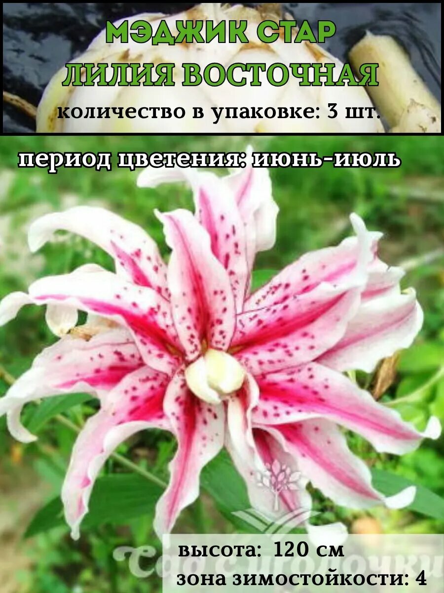 Лилия восточная, луковицы 3 штуки