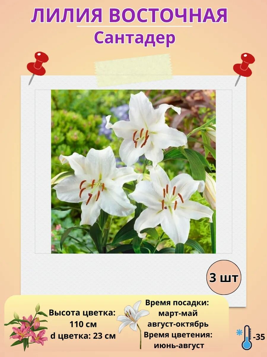 Лилия луковицы, многолетние цветы для посадки,3 штуки