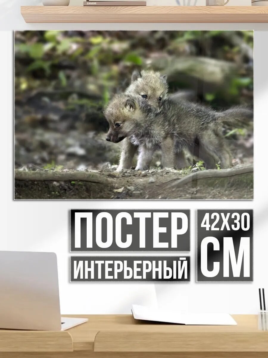 Плакат постер Волчата в лесу