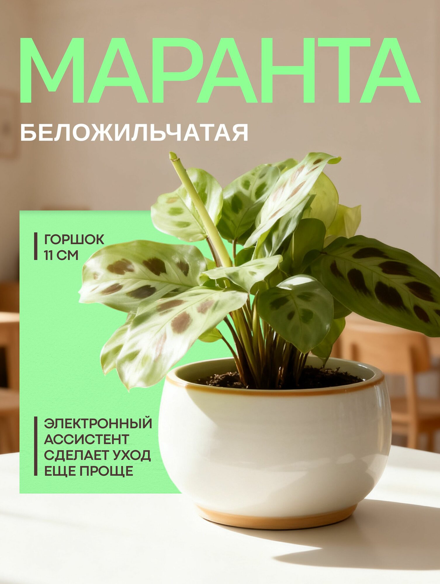 Маранта Беложильчатая живое комнатное растение
