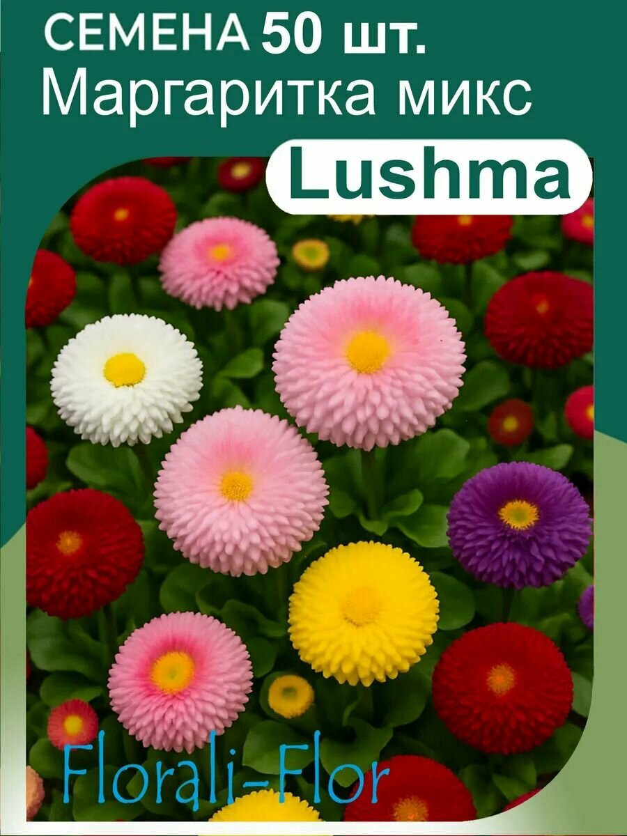 Семена Маргаритка