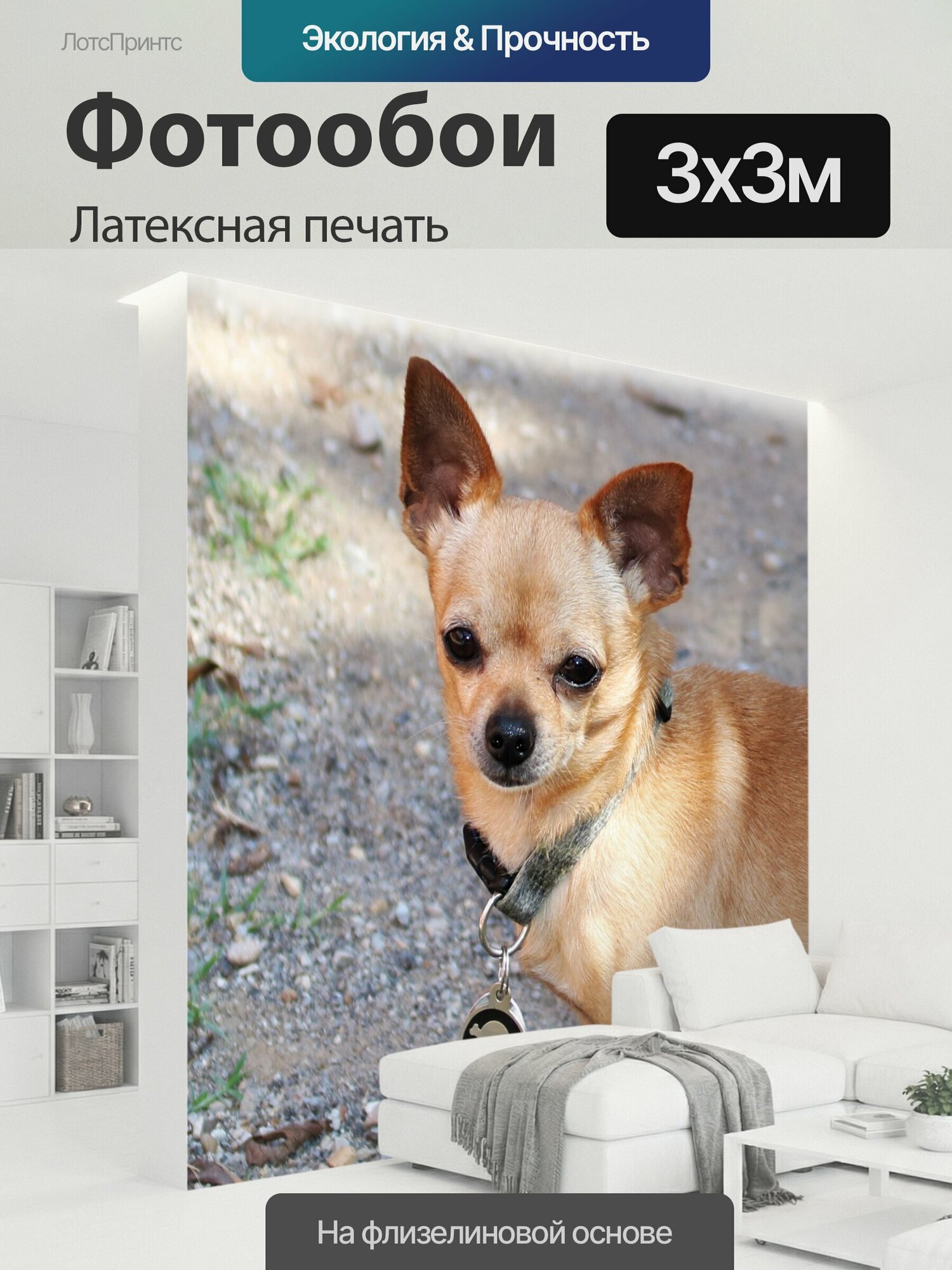 Фотообои моющиеся ударопрочные "Коричневая собака чихуахуа крупным плано Крупный план маленькой коричневой собаки чихуахуа с биркой ошейника." 300x300 см. латексная печать
