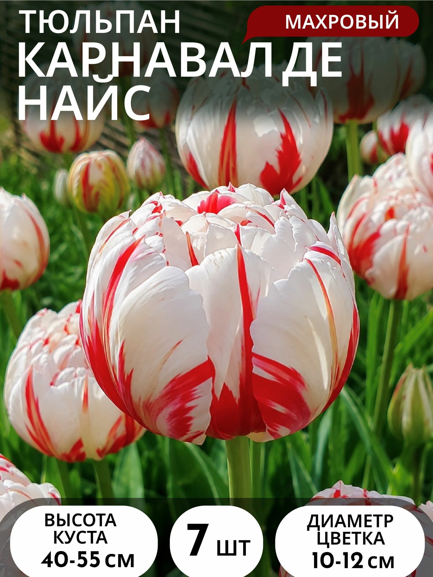 Тюльпаны махровые многолетние луковицы "Карнавал Де Найс " 7 шт