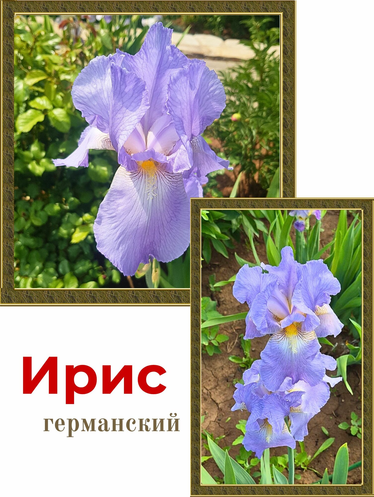 Ирис германский, бородатый, сиреневый