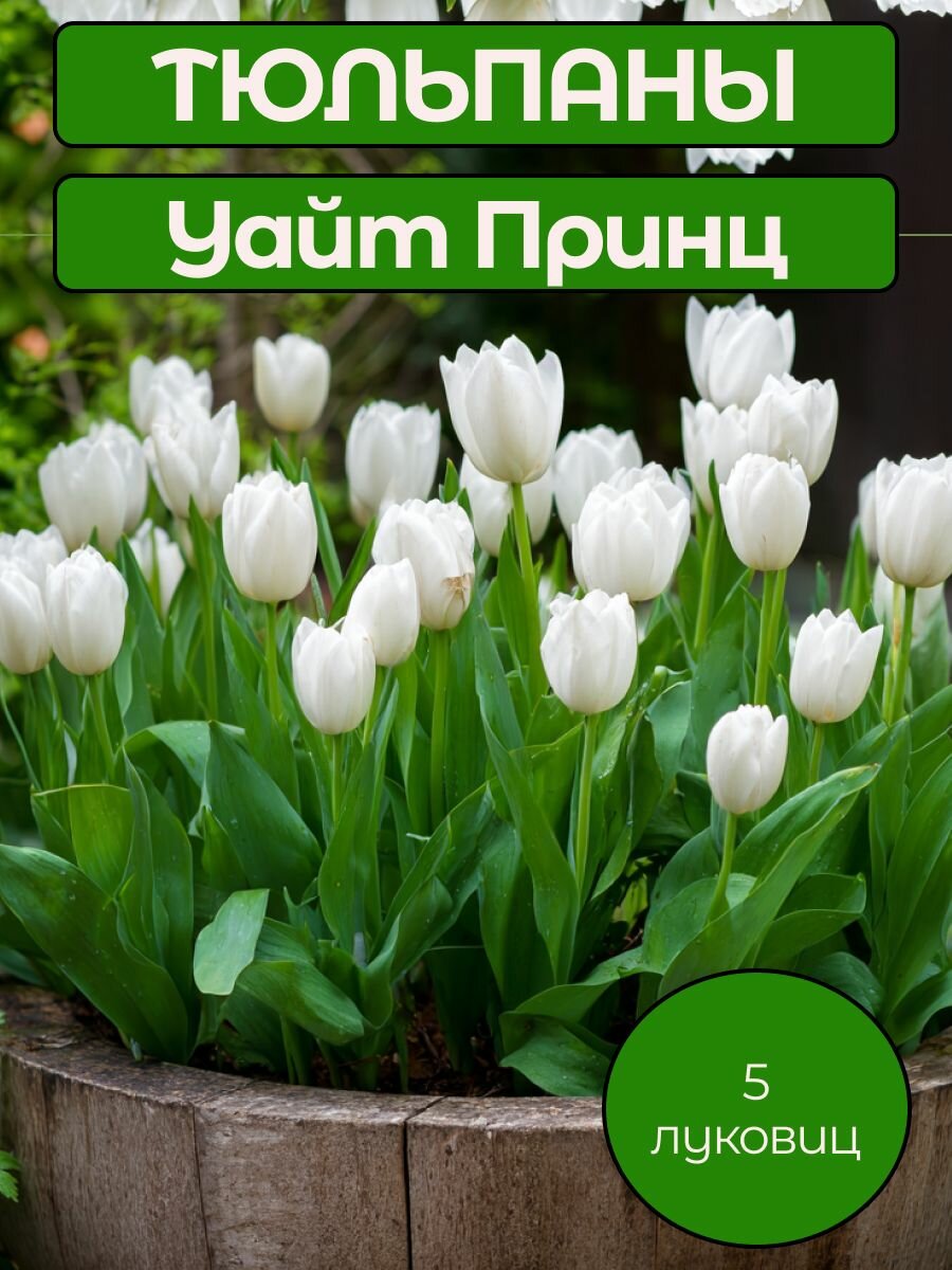 Луковицы тюльпана Уайт Принц