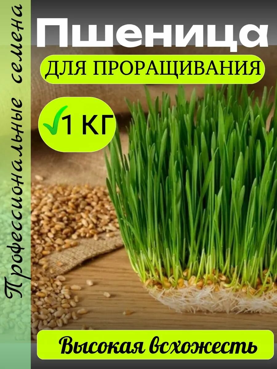 Пшеница для проращивания 1 кг