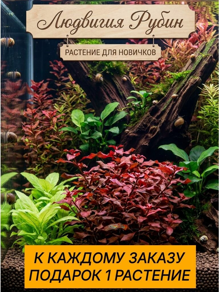 Растения для аквариума живые. Людвигия Рубин. 2 ветки.