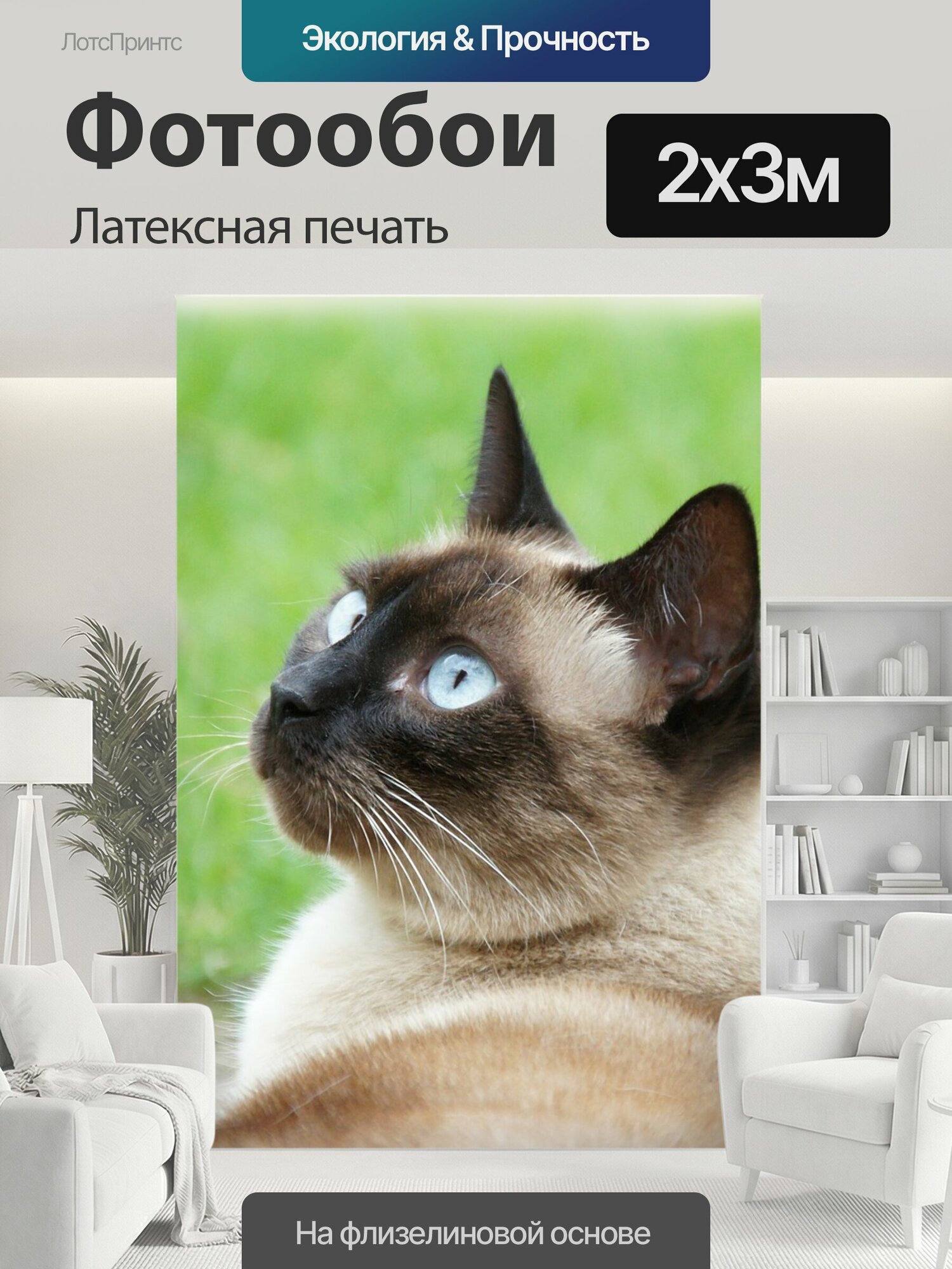 Фотообои моющиеся ударопрочные "Кот, животное, сиамский тайский круглая голова" 200x300 см. латексная печать
