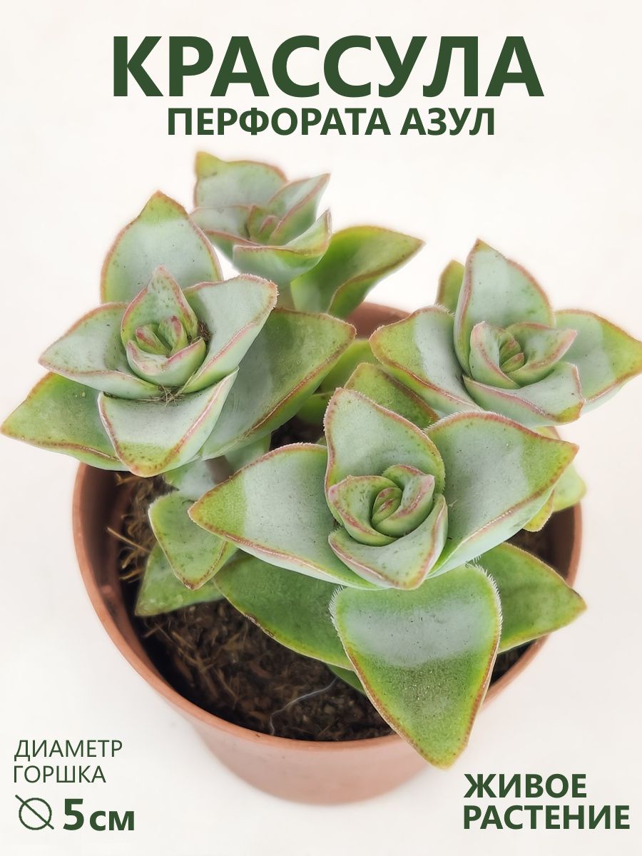 Крассула Перфората Азул (Crassula) суккулент живой, D-5