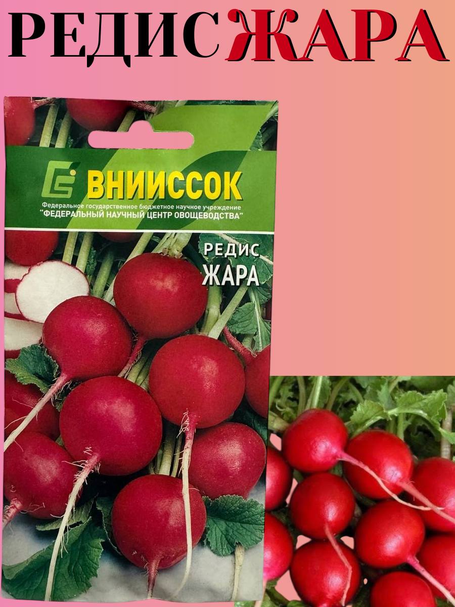 Семена редис Жара