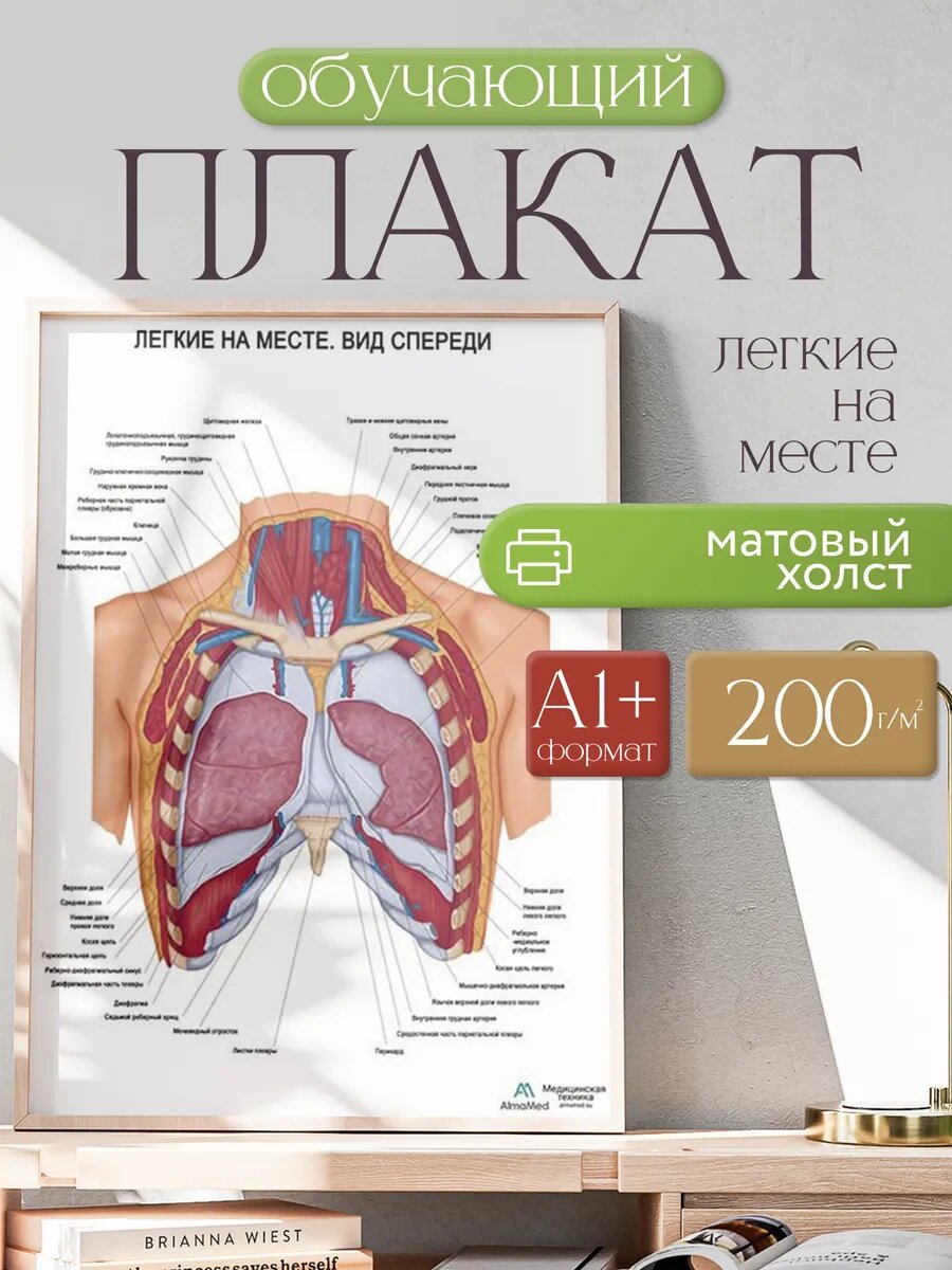 Легкие на месте. Вид спереди, плакат, матовый холст от 200 г/кв. м, размер A1+