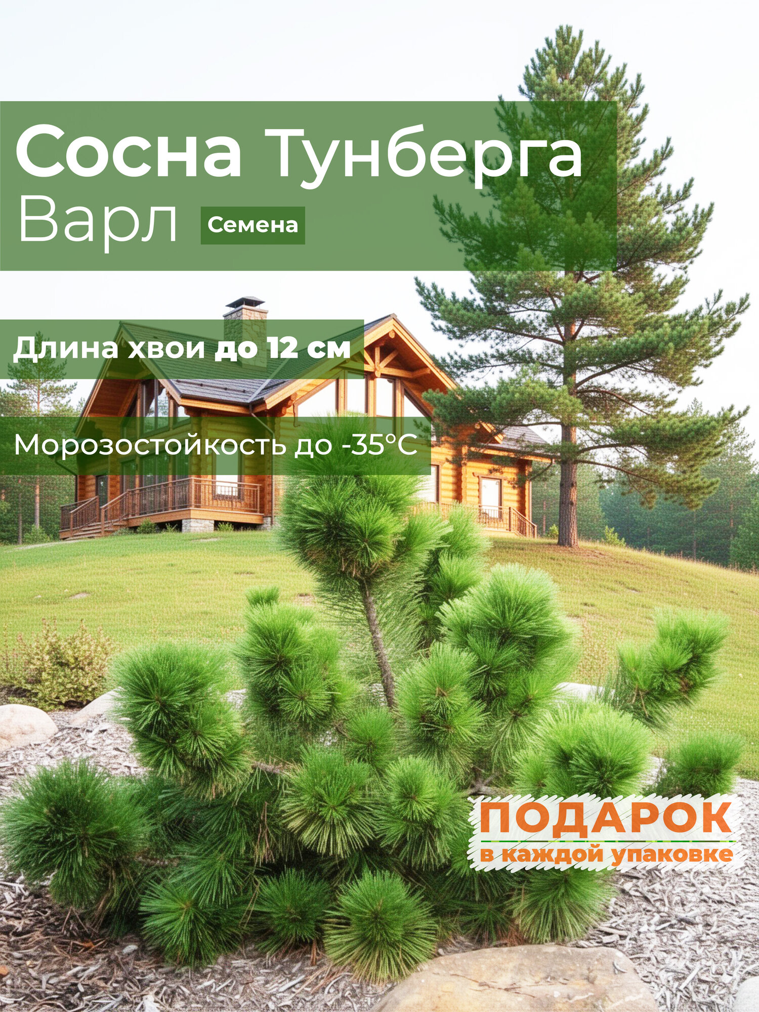 Сосна Тунберга Варл, Семена, 20 шт, семена хвойных деревьев, семена сосны