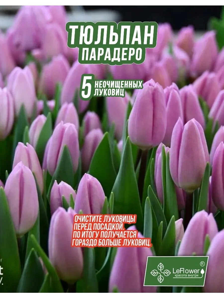 Тюльпан Луковица, Парадеро, 5+шт