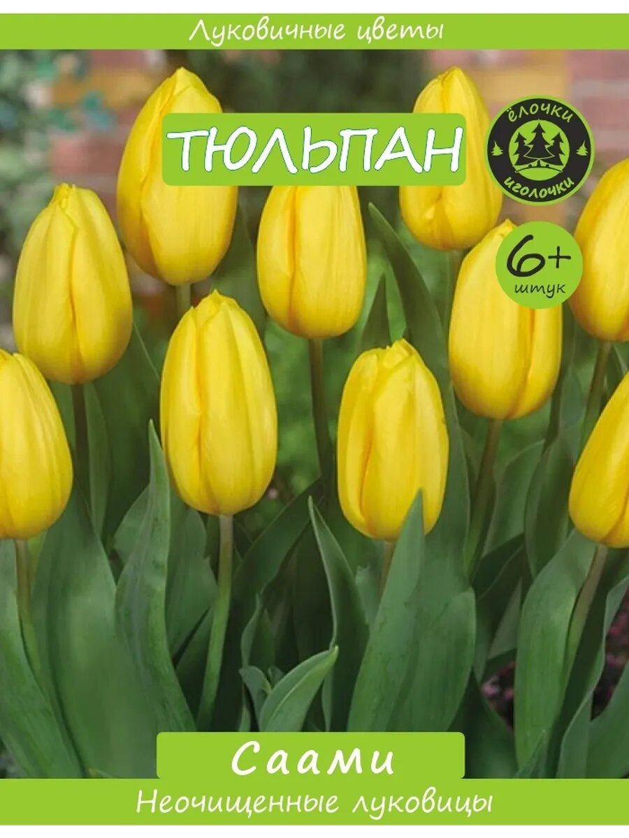 Тюльпан Луковица, Саами, 6+ шт