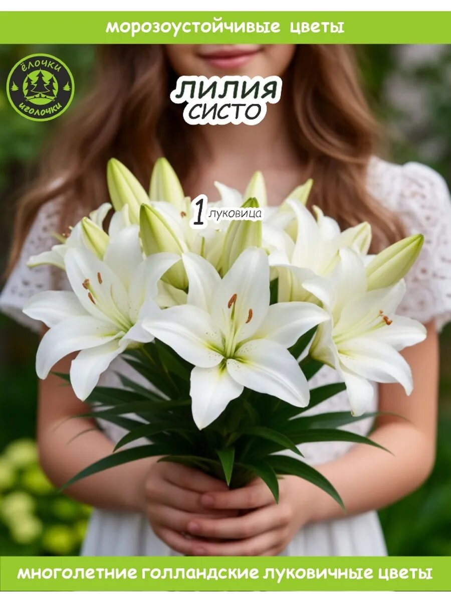 Лилия Луковица, Систо, разбор 18/20, 1шт